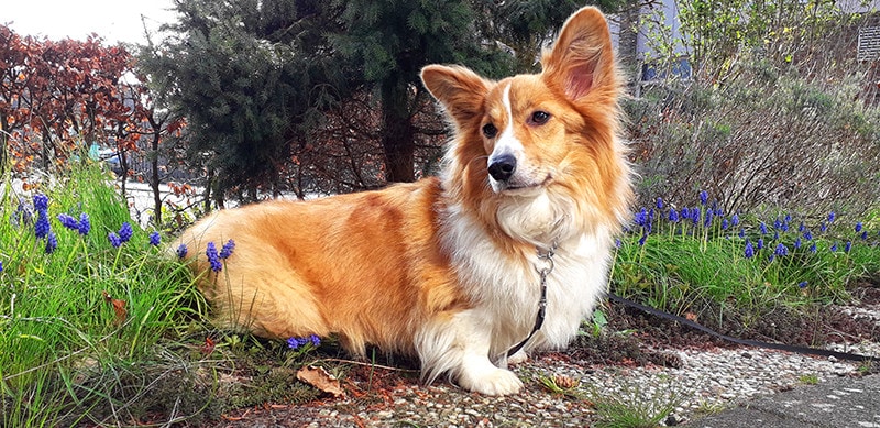 Why Does a Corgi Have Short Legs? The Surprising Answer! - Xaxel Pets