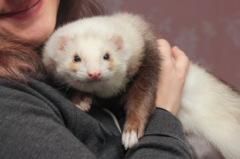 What Spots Do Ferrets Like to be Petted? Guide with Infographic - Xaxel ...
