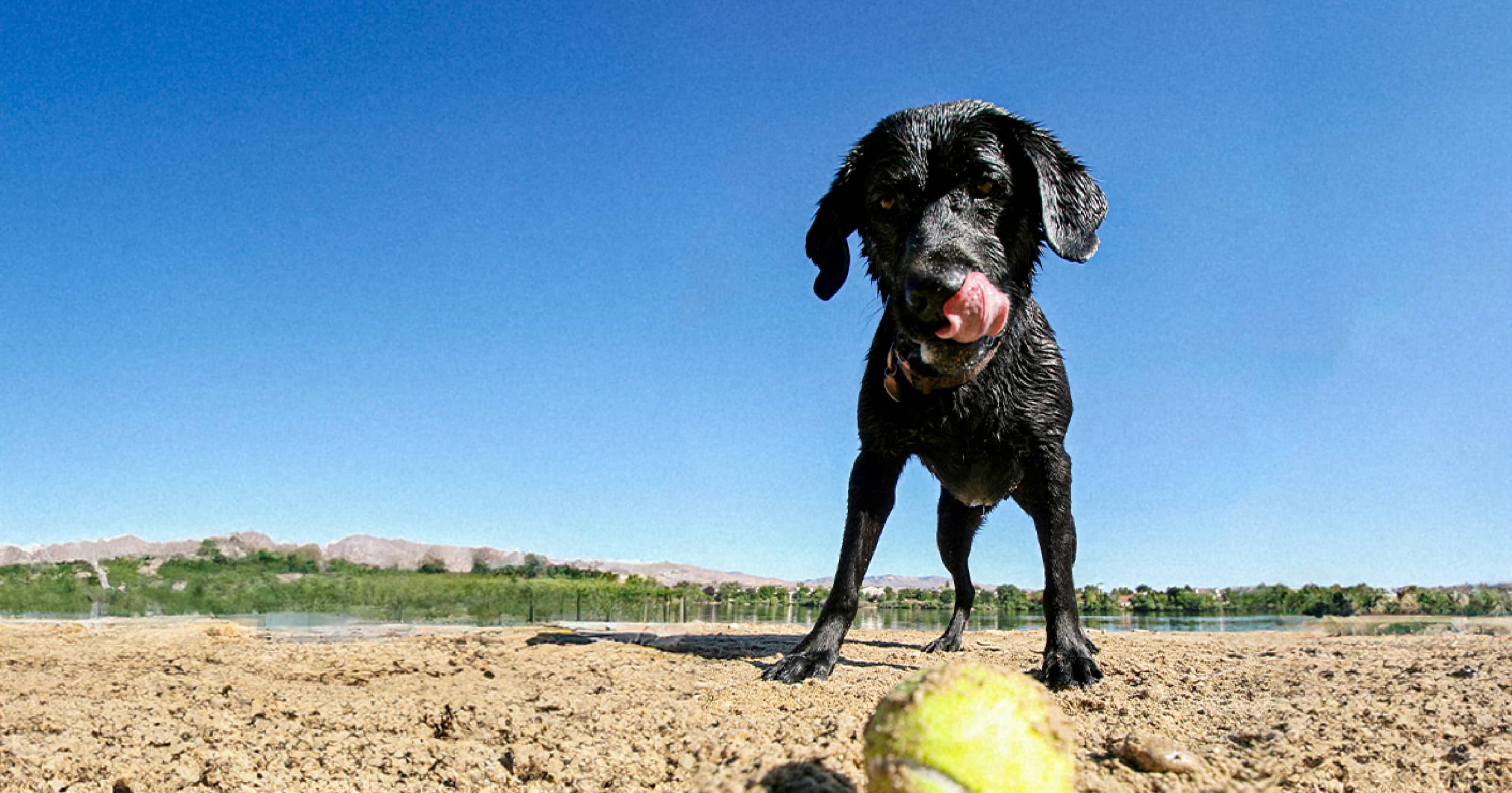 6 Retriever Breeds to Get to Know - Xaxel Pets